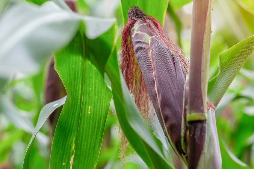 Why Purple? - Purple Superfoods rich in anthocyanins