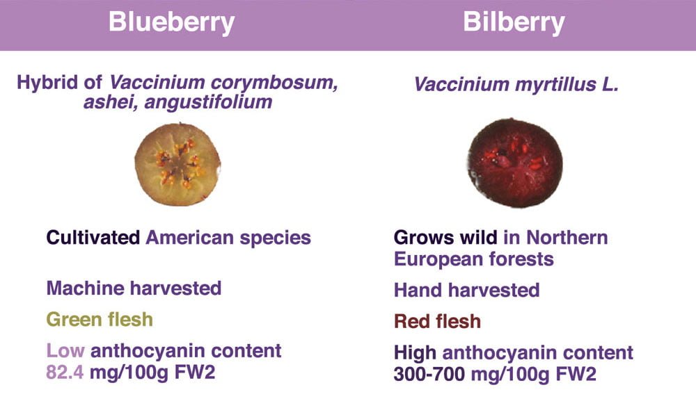 Bilberry vs. blueberry - what are the key differences? – Purple Superfoods